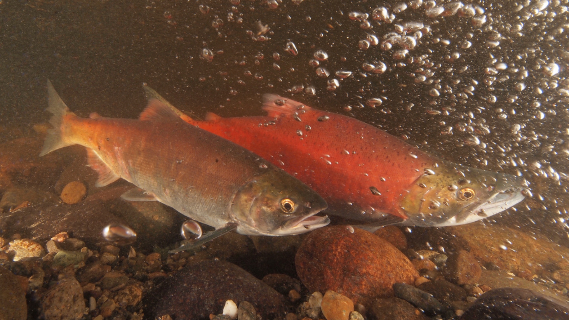 Androscoggin River and it's polluted water : Earth5R