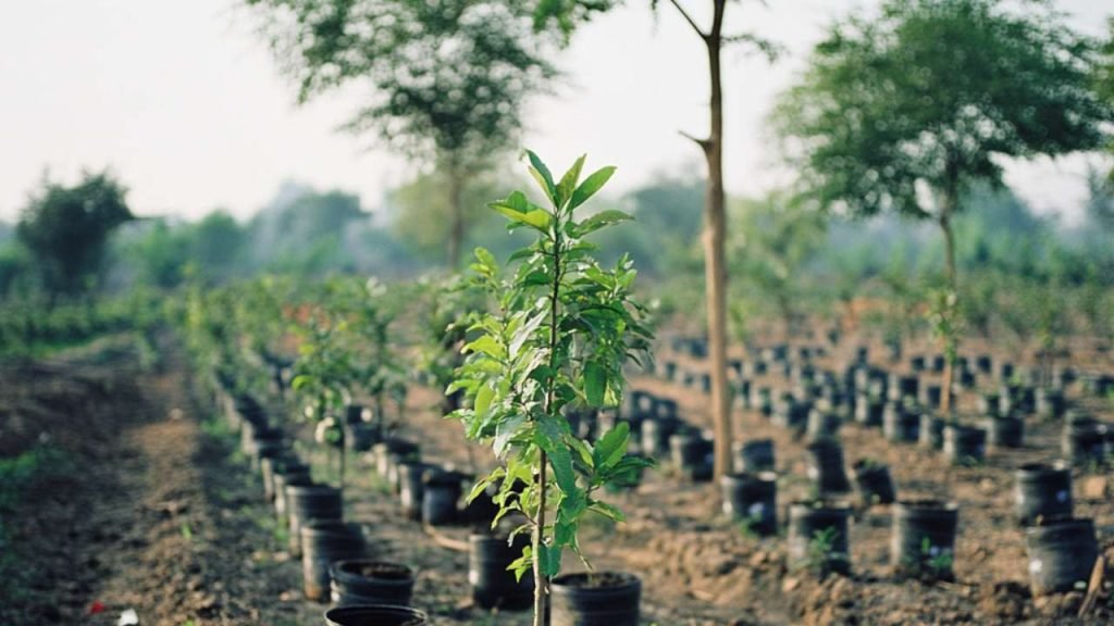 Plantation Project in Rural Maharashtra (₹80 Lakh / ~$96,000) : Earth5R