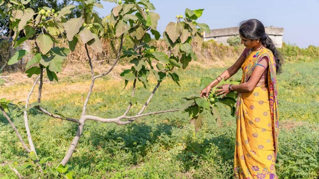 Plantation Project in Rural Maharashtra (₹80 Lakh / ~$96,000) : Earth5R