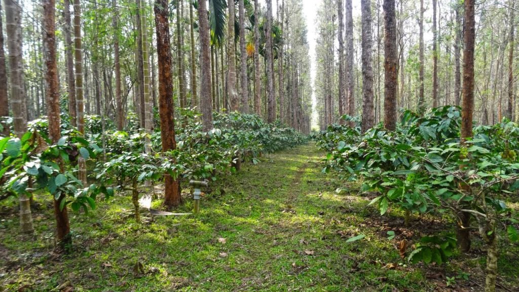 Plantation Project in Rural Maharashtra (₹80 Lakh / ~$96,000) : Earth5R