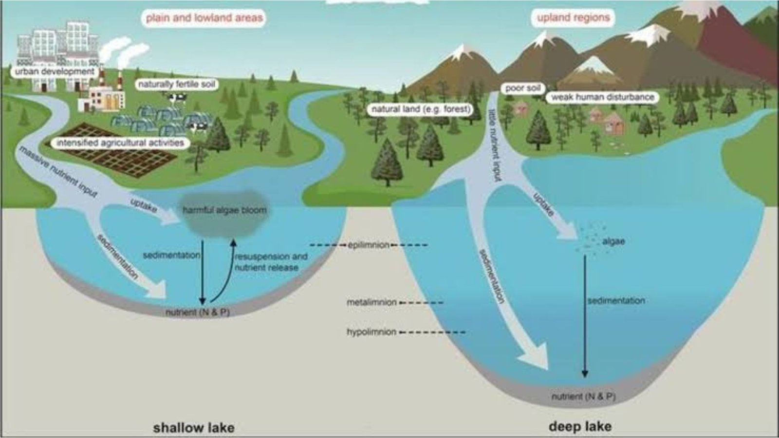 Restoring Urban Lakes: A Deep Dive into Earth5R’s Ecosystem Approach ...