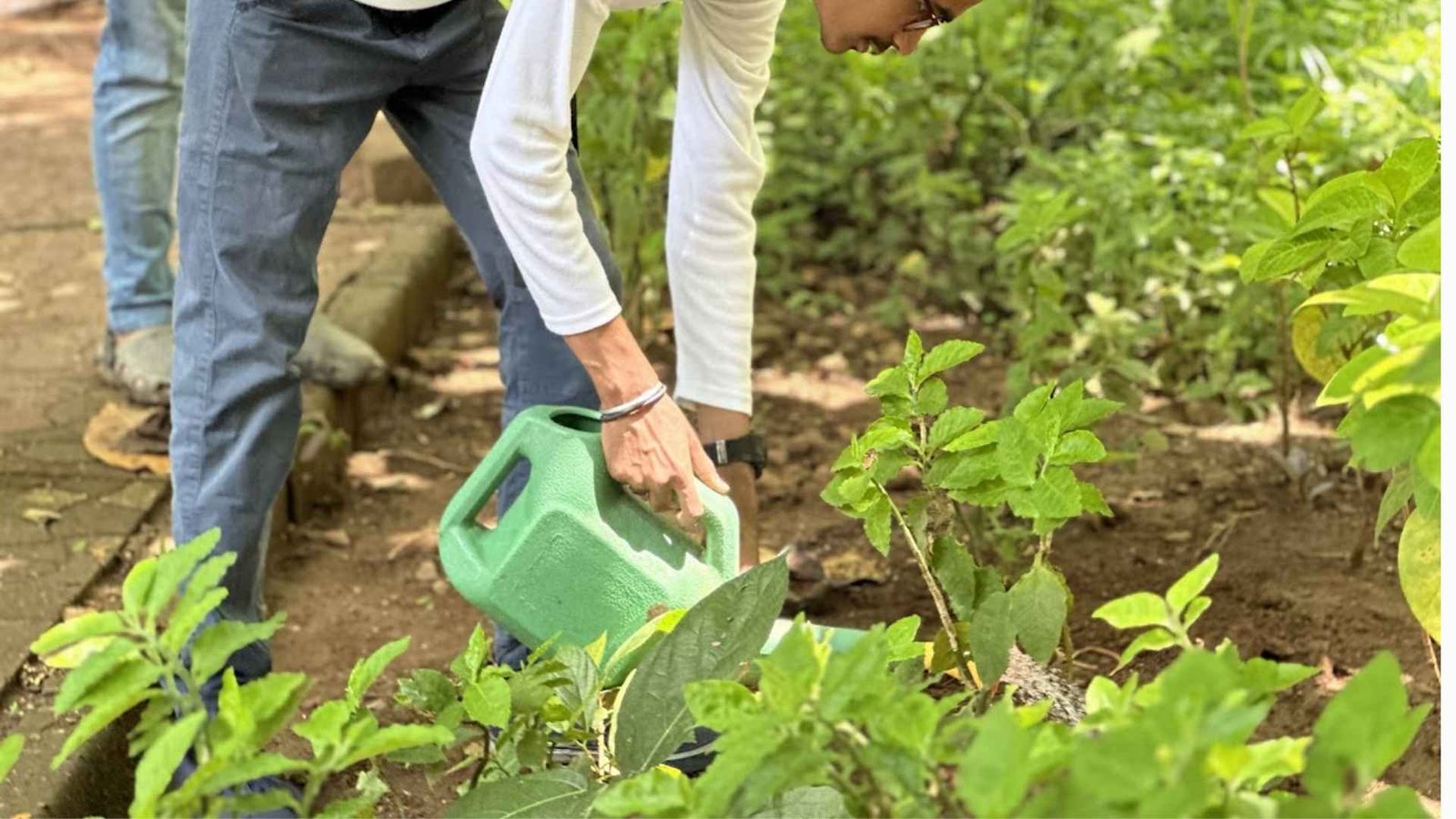 Urban Plantation Drives in India – A Practical Guide : Earth5R