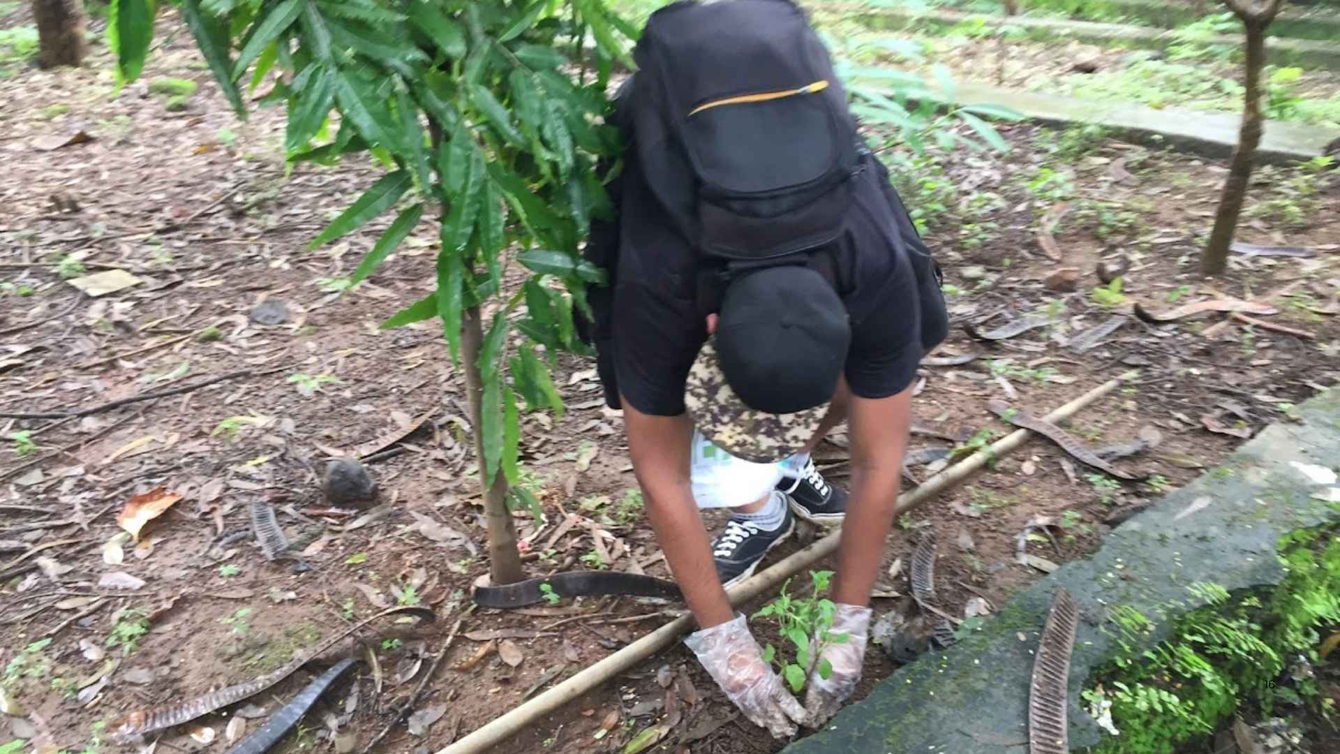 Urban Plantation Drives in India – A Practical Guide : Earth5R