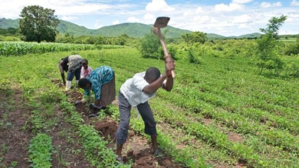 Creating Shared Value through Sustainable Agriculture: Lessons from Top ...