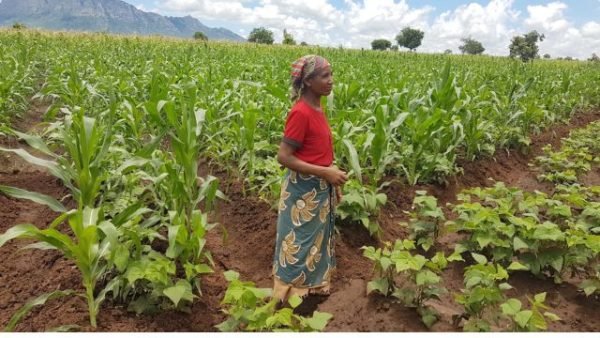 Creating Shared Value through Sustainable Agriculture: Lessons from Top ...
